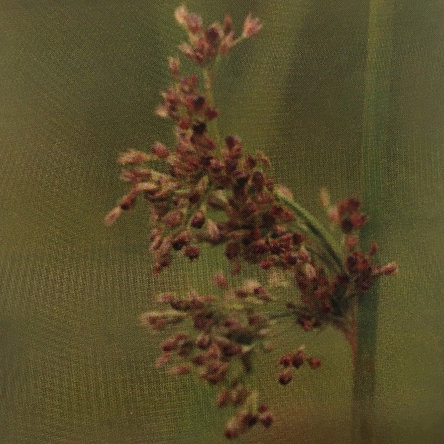 Jonc acutiflore (Juncus acutiflorus) - PictureThis