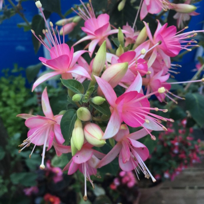 Fuchsia 'WALZ Jubelteen' - PictureThis