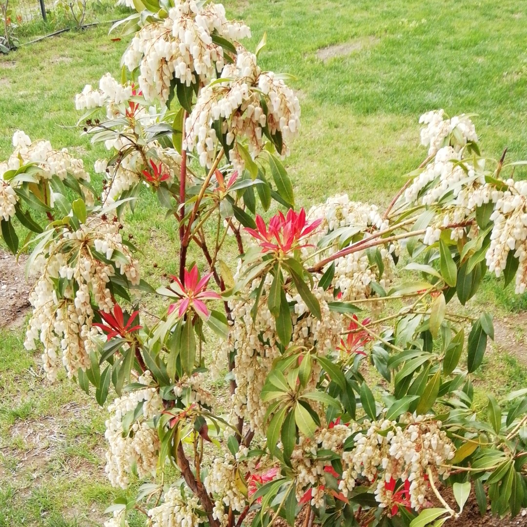 Pieris formosa var. forrestii 'Jermyns' - PictureThis