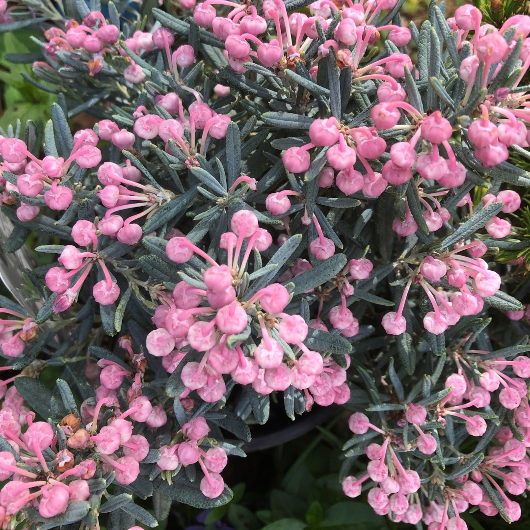 Andromeda Flower, Leaf, Care, Uses - PictureThis