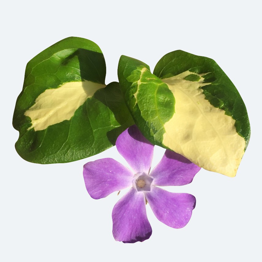 Vinca major 'Wojo's Jem' - PictureThis