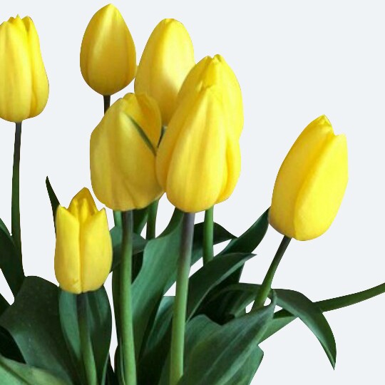 Tulipa 'Strong Gold' - PictureThis