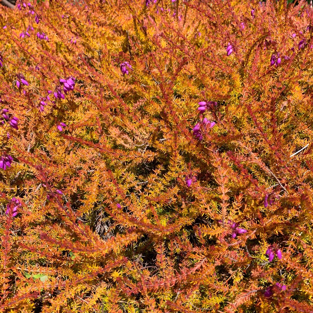 Erica cinerea 'Golden Hue' - PictureThis