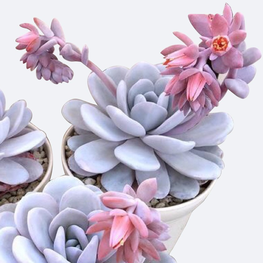 ラウイのお世話ガイド 育て方 育て方（潅水, 施肥, 剪定, 病気）- PictureThis