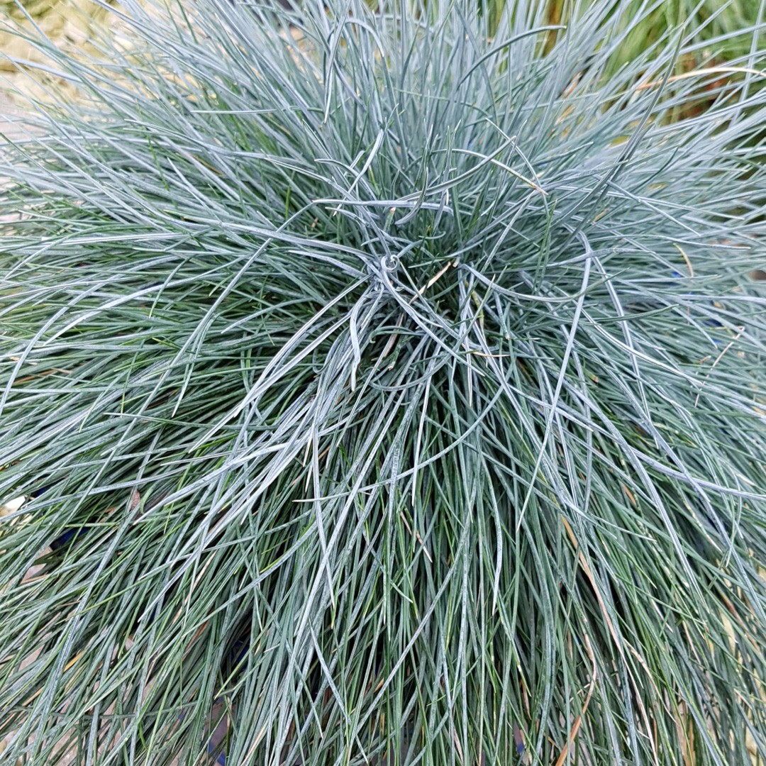 Festuca (Festuca) Flower, Leaf, Care, Uses - PictureThis