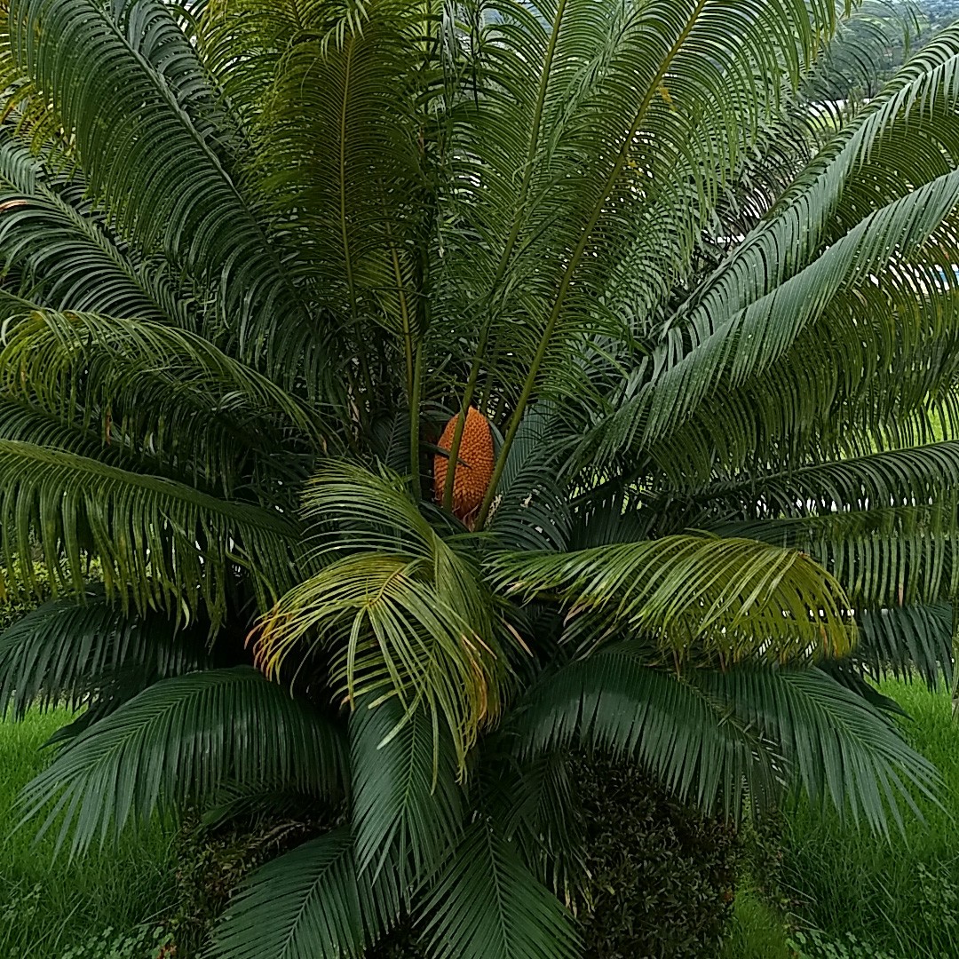 Palça-da-igreja (Cycas circinalis) - PictureThis