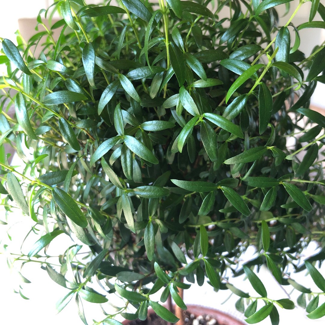 Alyxia Flower, Leaf, Care, Uses - PictureThis