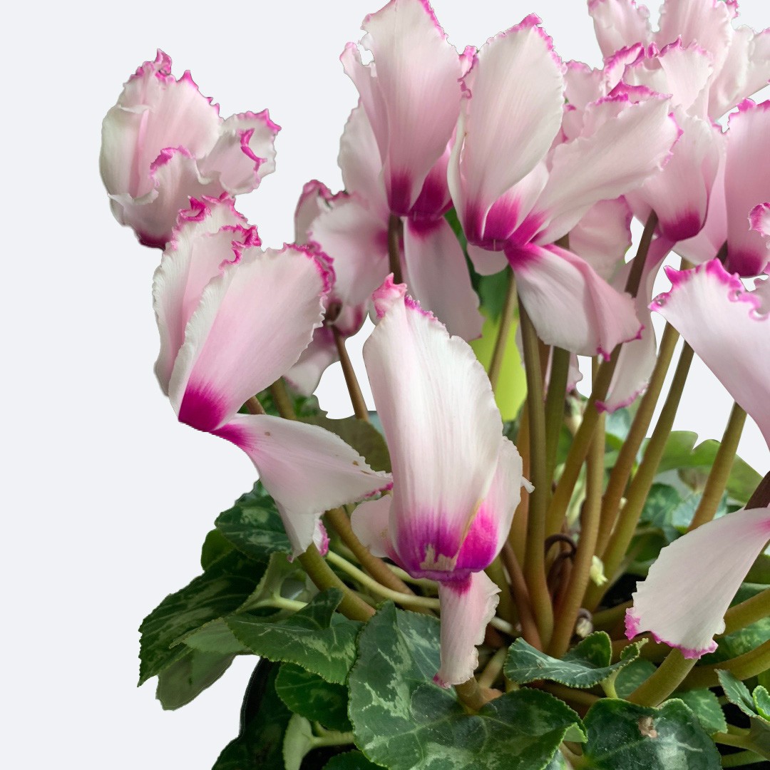 Cyclamen 'Rose with Eye' - PictureThis