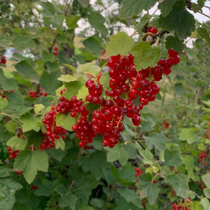 Смородина (Ribes) - PictureThis