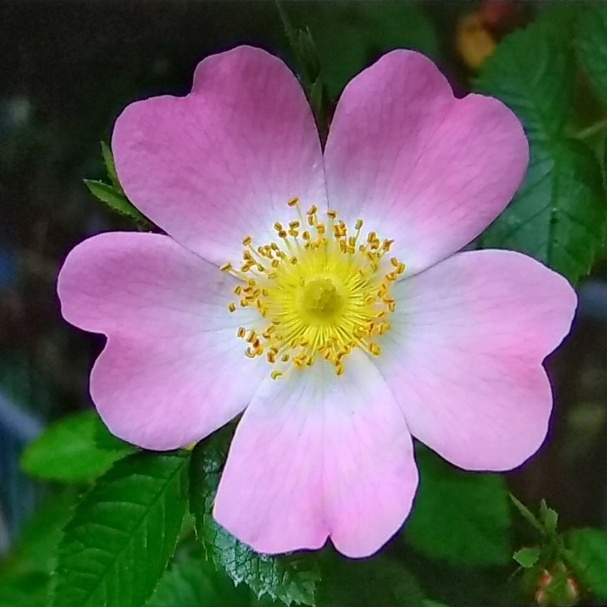 Rosa caesia - PictureThis