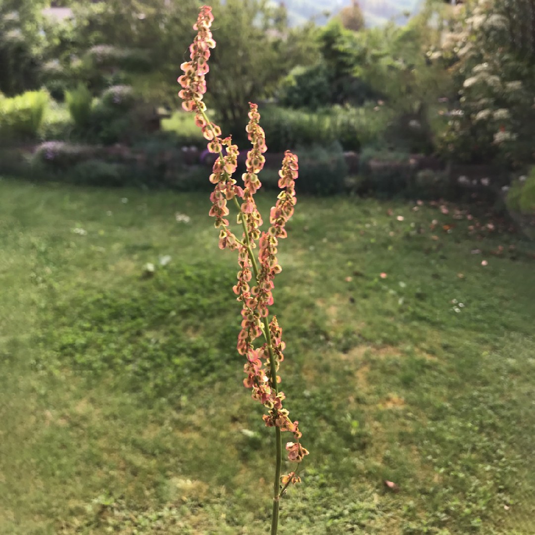 Rumex - PictureThis