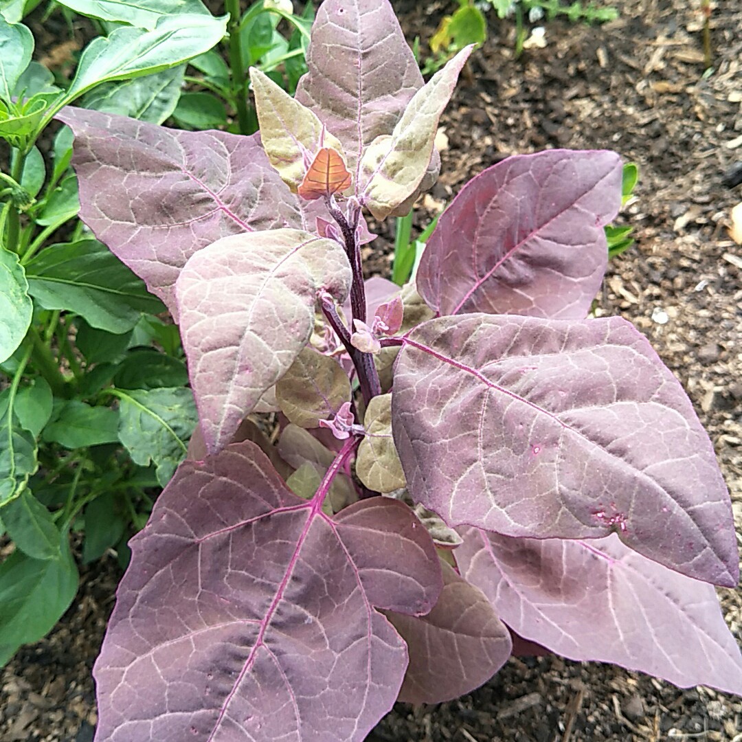 Garden orache (Atriplex hortensis) Flower, Leaf, Care, Uses - PictureThis