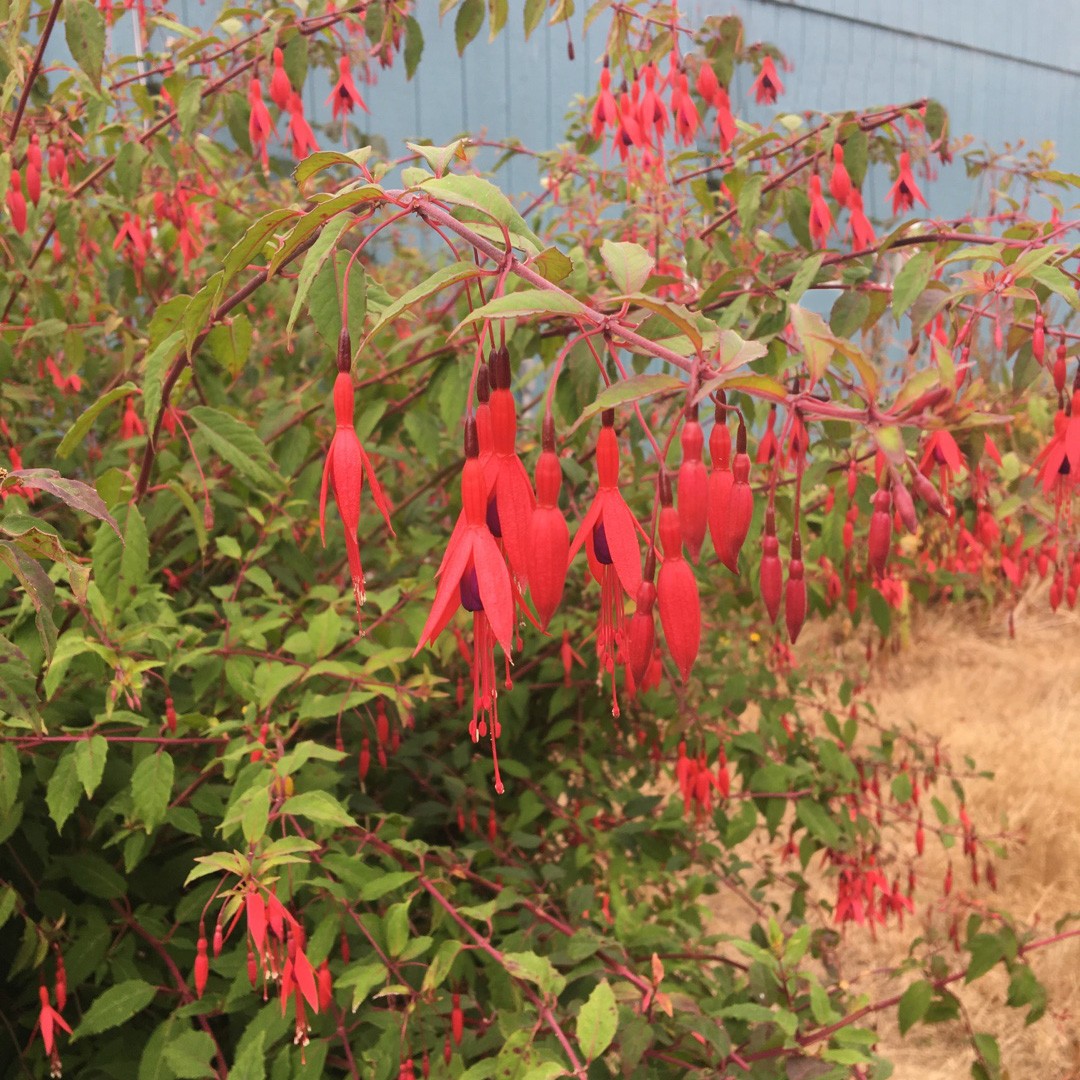 Fucsias (Fuchsia) - PictureThis