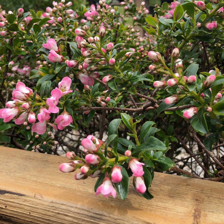Escallonia 'Peach Blossom' - PictureThis