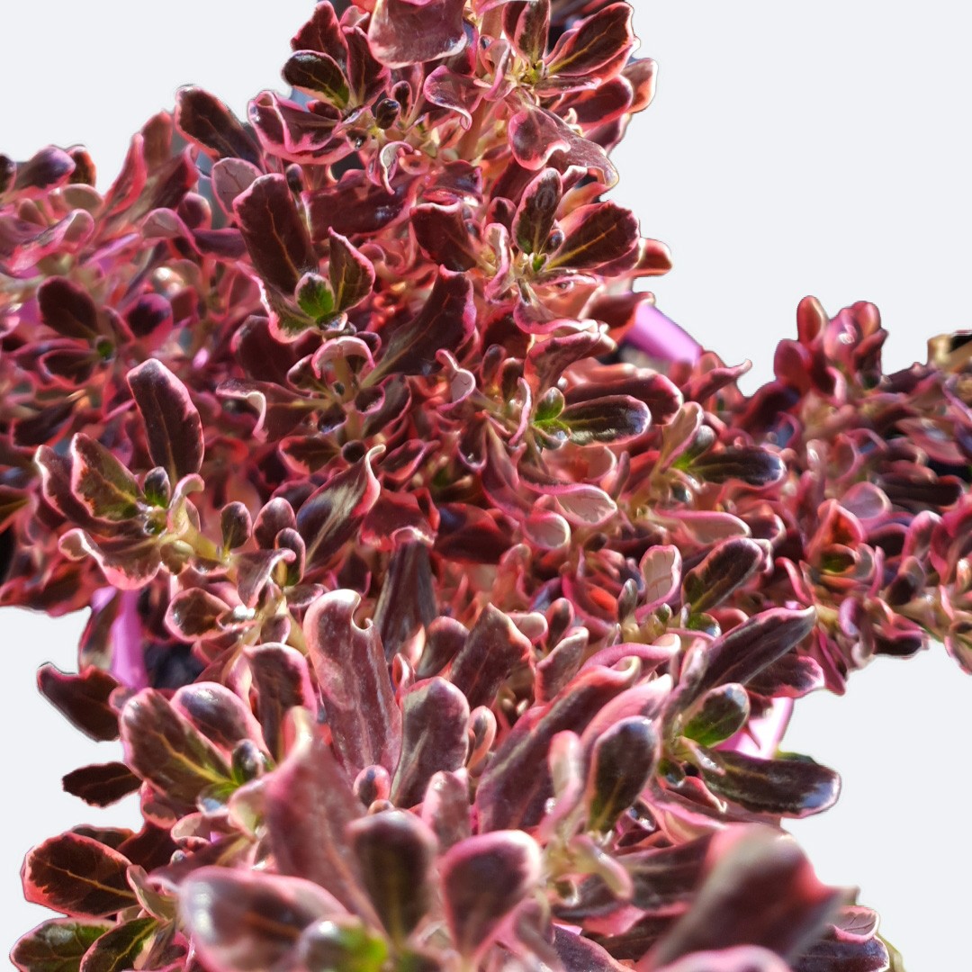 Coprosma - PictureThis