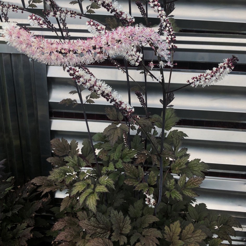 Baneberries (Actaea) Flower, Leaf, Care, Uses - PictureThis