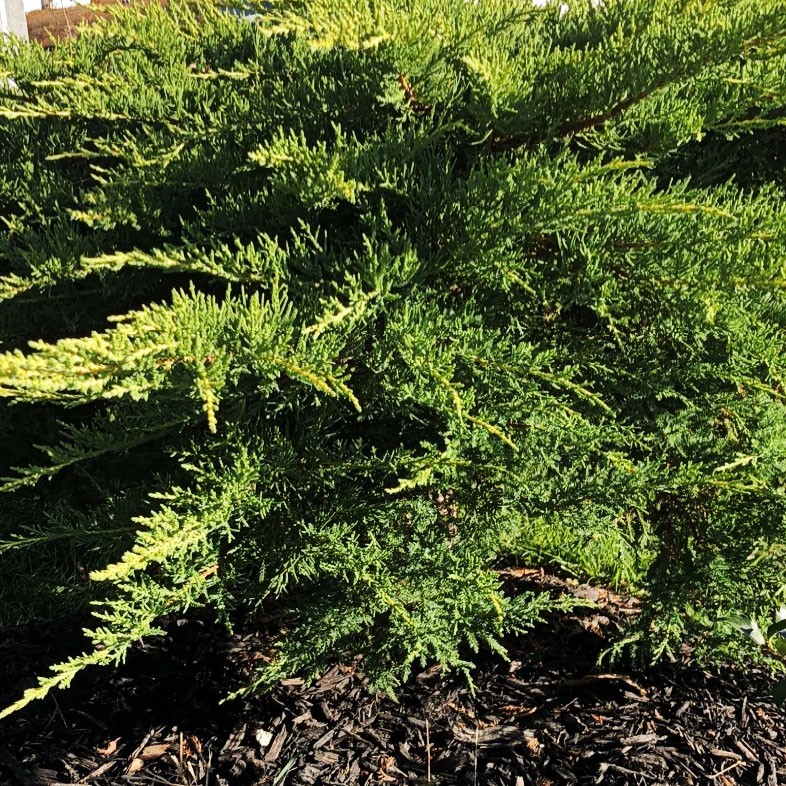 Junipers 'William Pfitzer' (Juniperus × pfitzeriana 'William Pfitzer ...