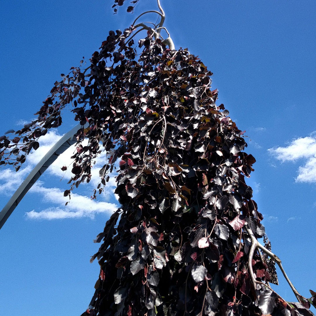 Beeches (Fagus) Flower, Leaf, Care, Uses - PictureThis