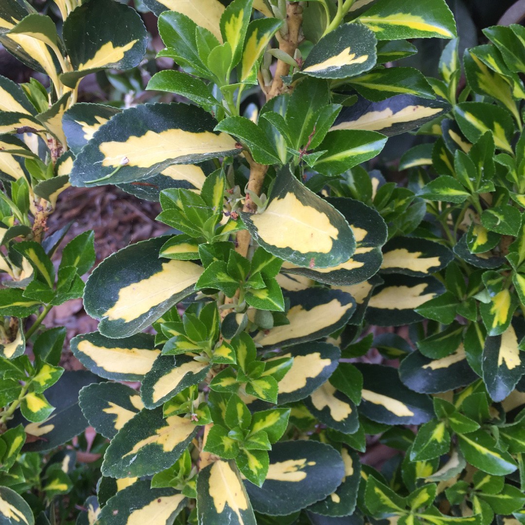 Spindle trees Care (Watering, Fertilize, Pruning, Propagation ...