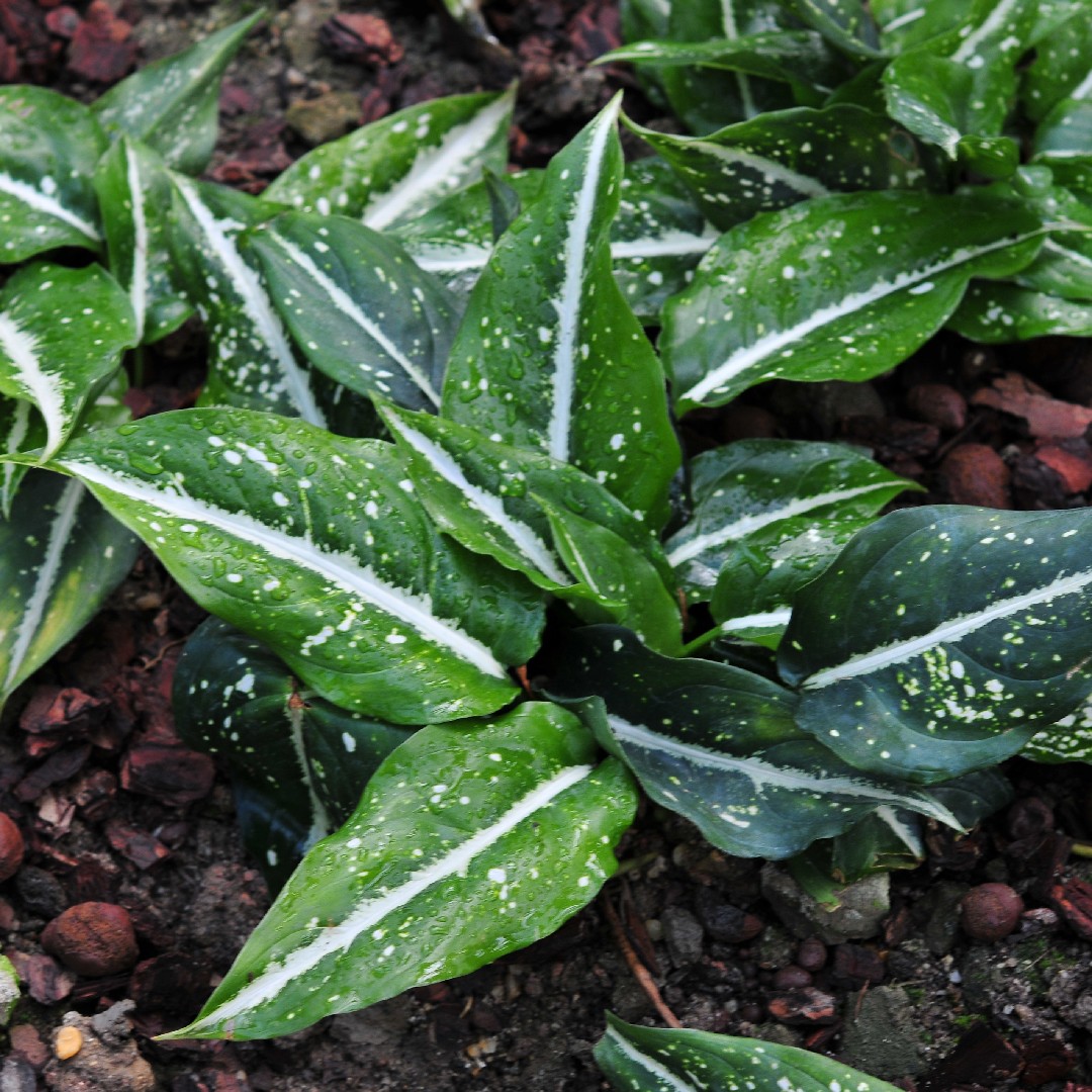 Aglaonema - PictureThis