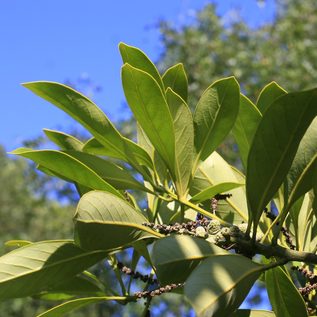 Lithocarpus - PictureThis