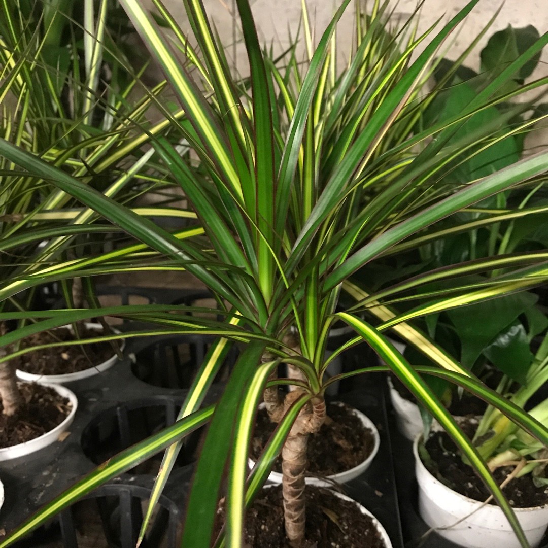 Dracaena - PictureThis