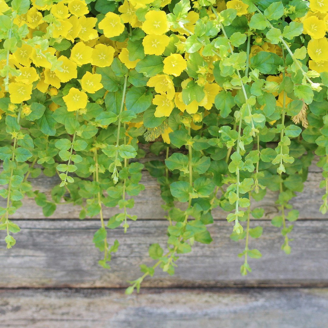 까치수염속 (Lysimachia) - PictureThis