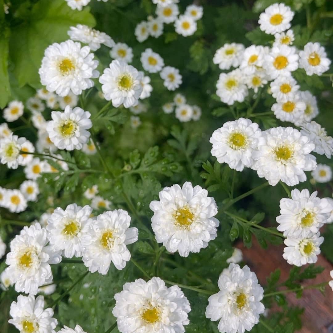 Tanacetos (Tanacetum) - PictureThis