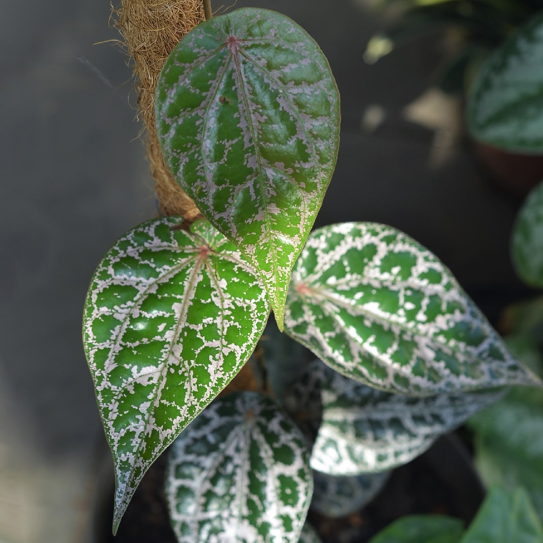 Piper ornatum 照顧，種植，繁殖，開花時間 - PictureThis