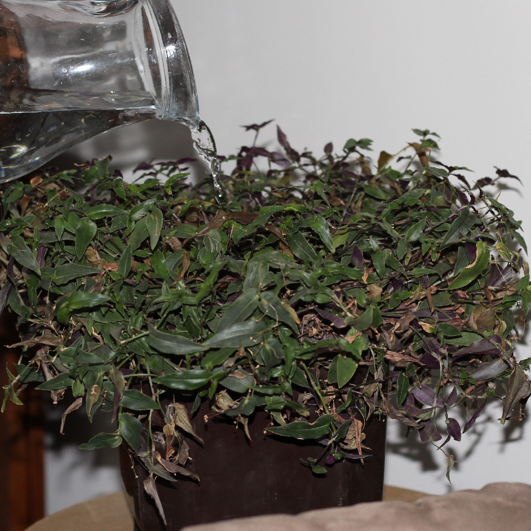 Bridalveil Care (Watering, Fertilize, Pruning, Propagation) - PictureThis