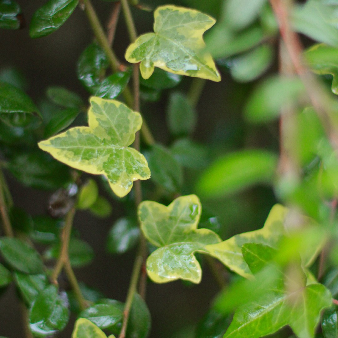 Hiedra común (Hedera helix 'Gold Child') - PictureThis