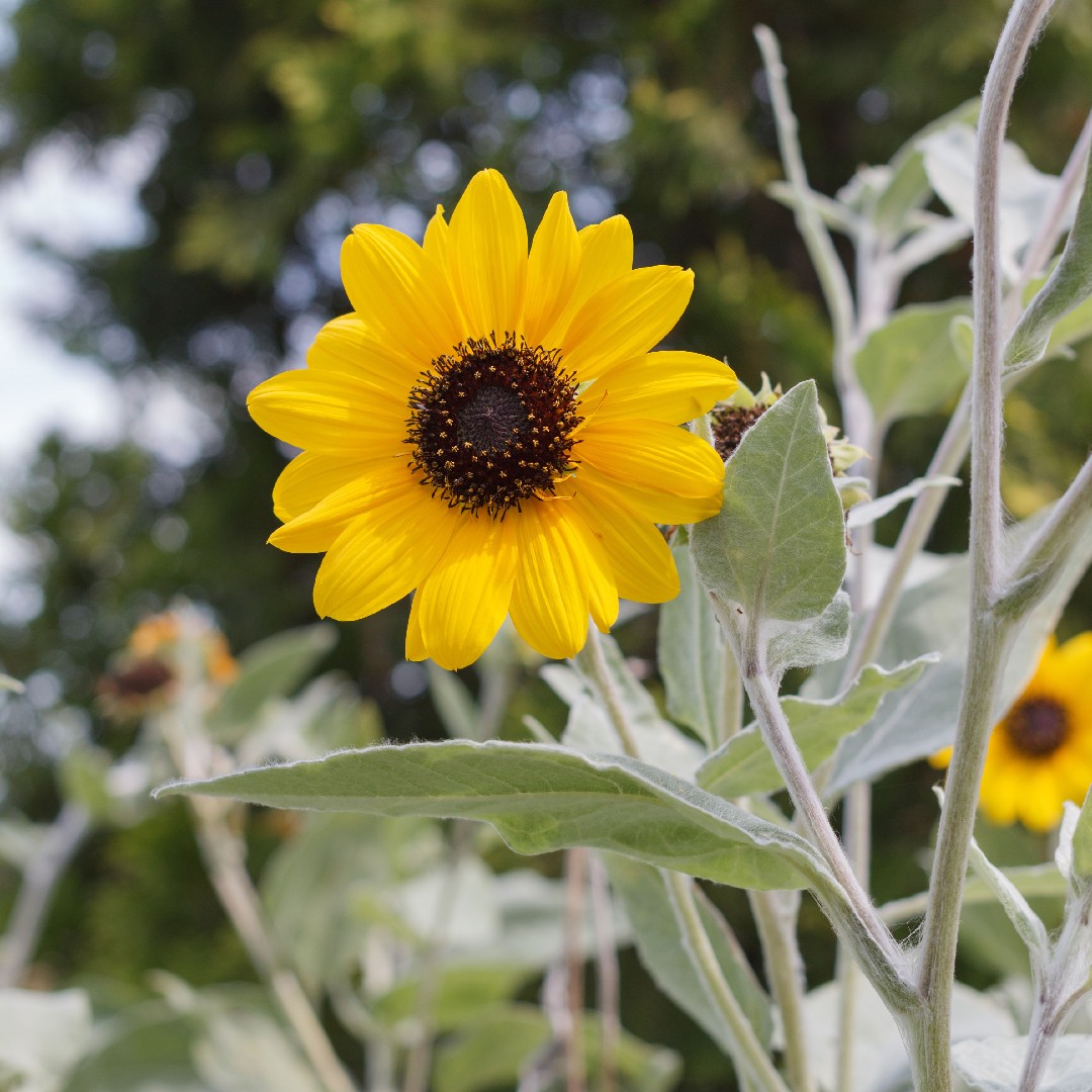 Подсолнечник (Helianthus) - PictureThis