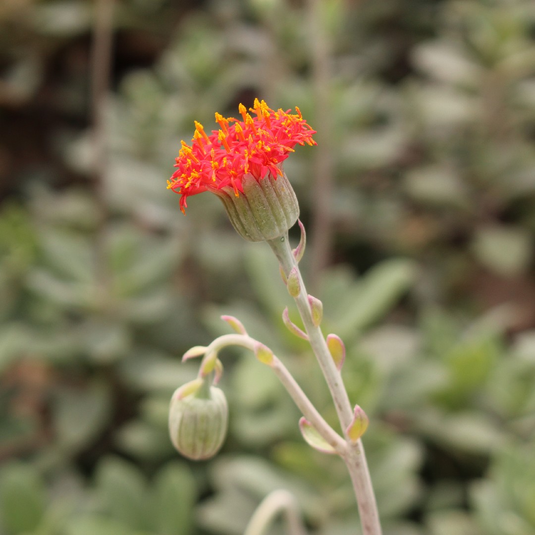 Verodes (Kleinia) - PictureThis