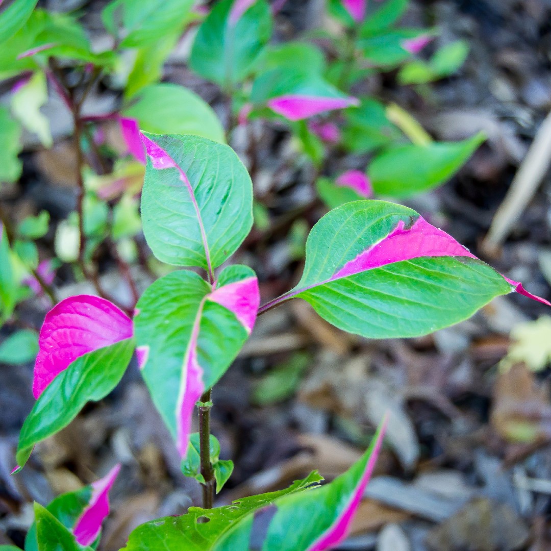 Alternanthera - PictureThis