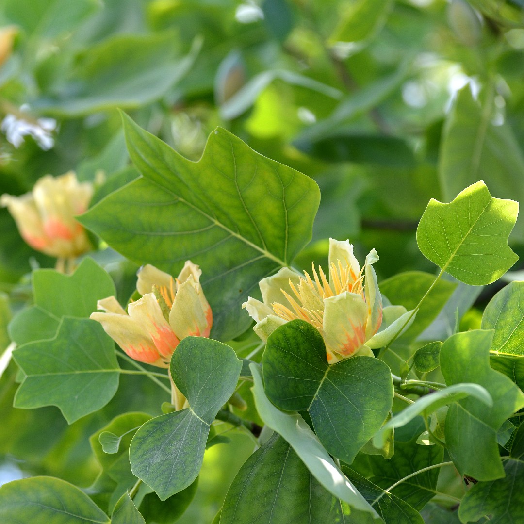 Tulip trees (Liriodendron) Flower, Leaf, Care, Uses - PictureThis