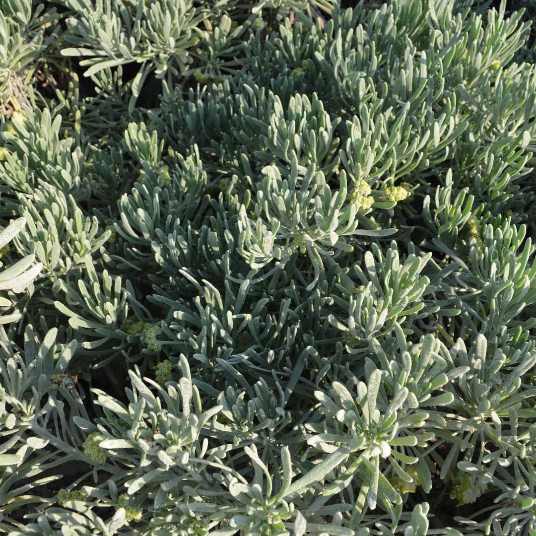 Tournefortia gnaphalodes - PictureThis