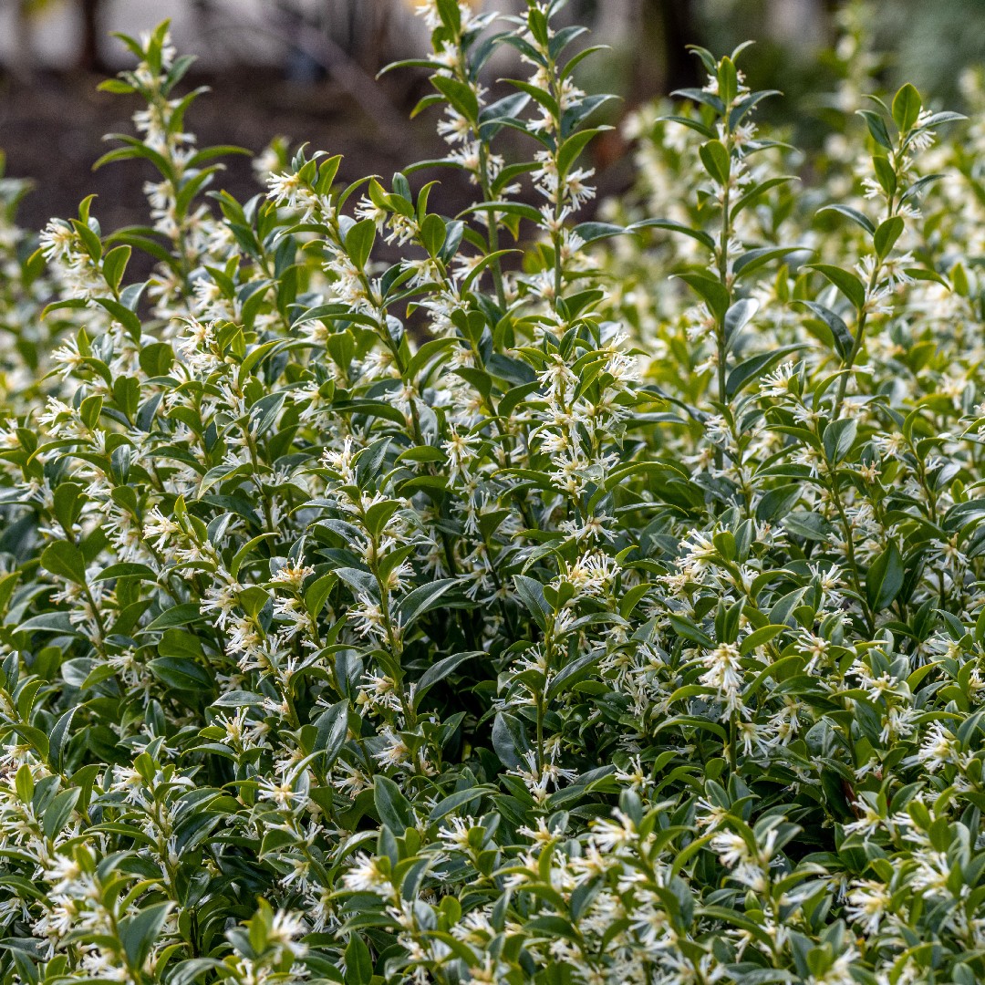 Come identificare Sarcococca confusa (Sarcococca confusa)