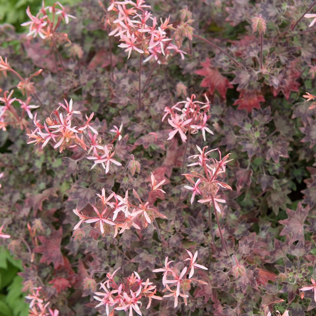 Pelargonium × hortorum 'Bird Dancer' - PictureThis