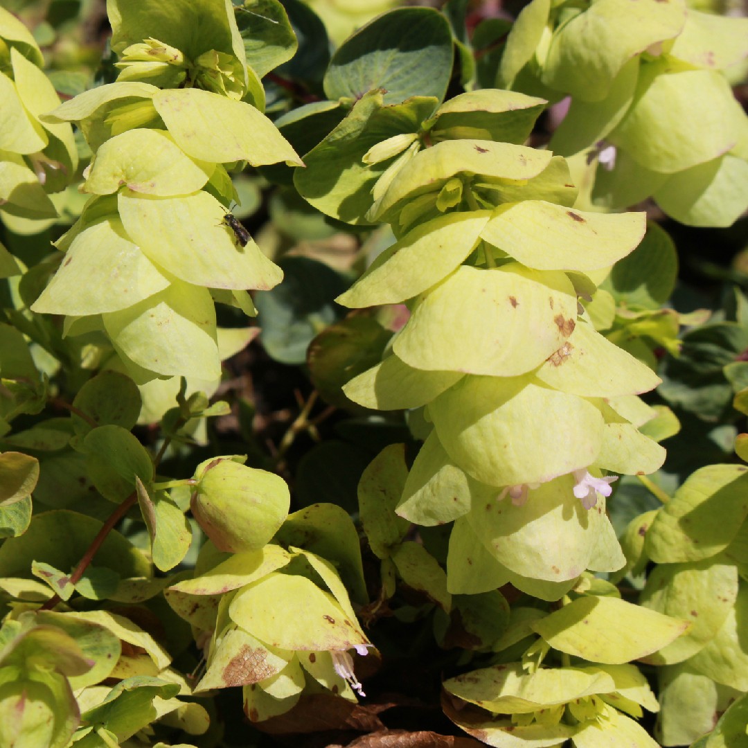 Rundblättriger Dost (Origanum rotundifolium) - PictureThis