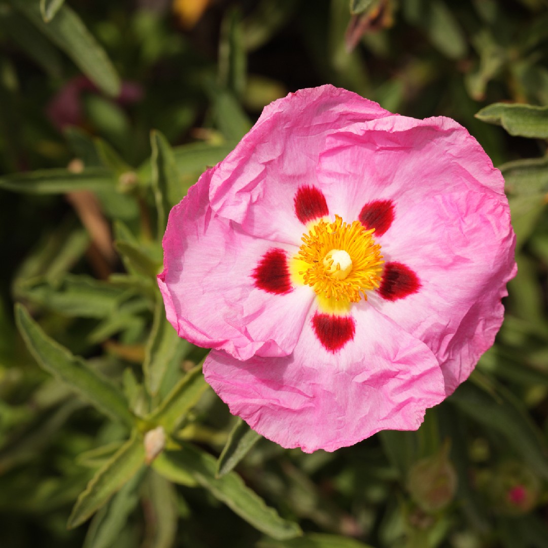 Jara púrpura (Cistus purpureus) - PictureThis