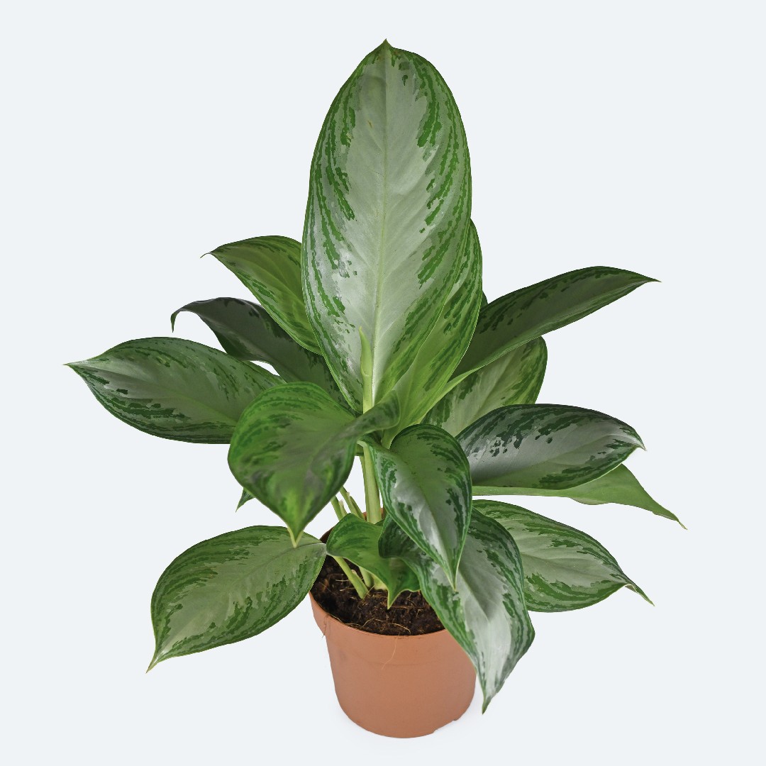Aglaonema - PictureThis