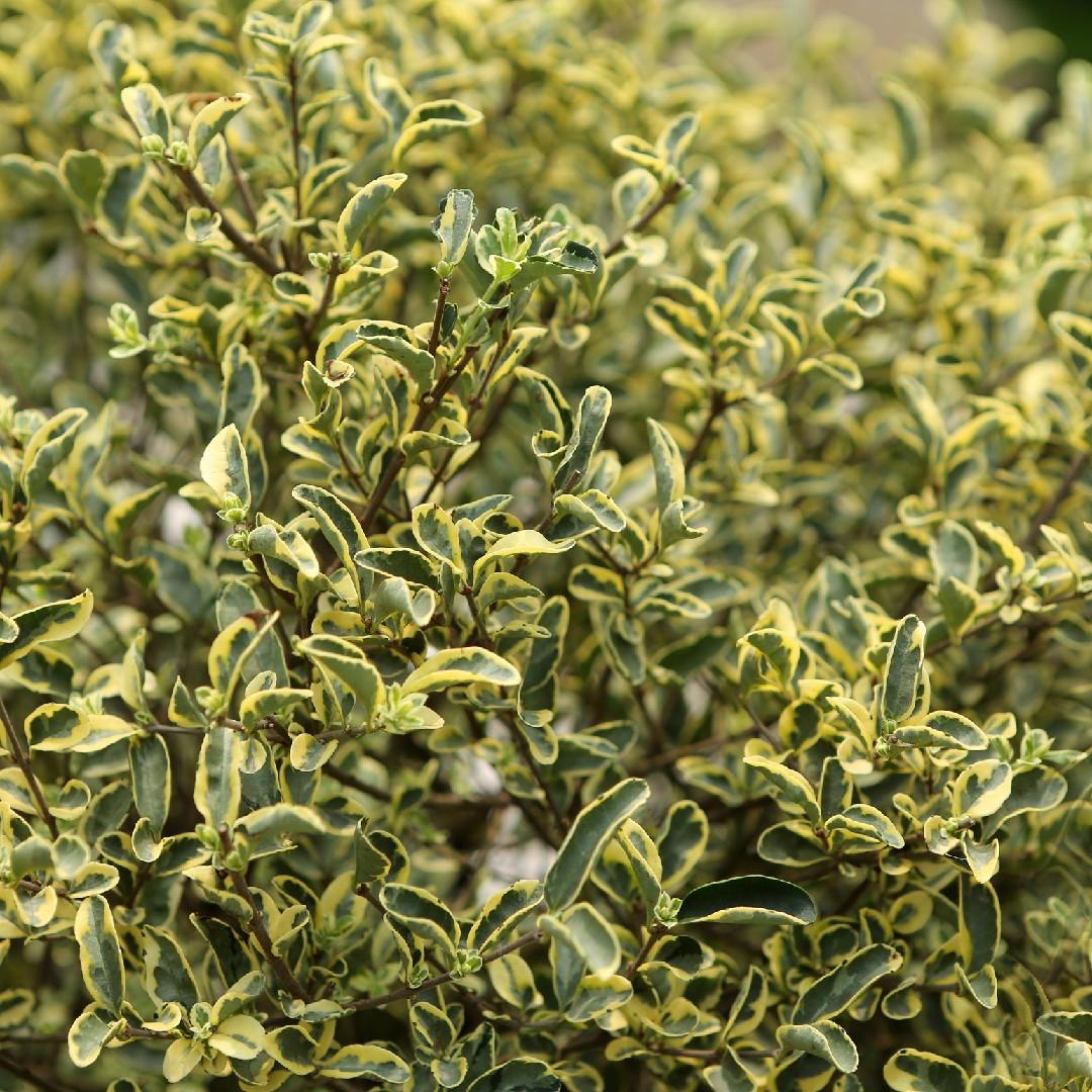 Die 18 häufigsten Pflanzen in China, Yunnan, Mengdan - PictureThis