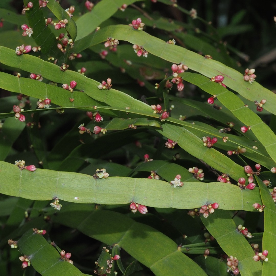 Muehlenbeckia platyclada - PictureThis