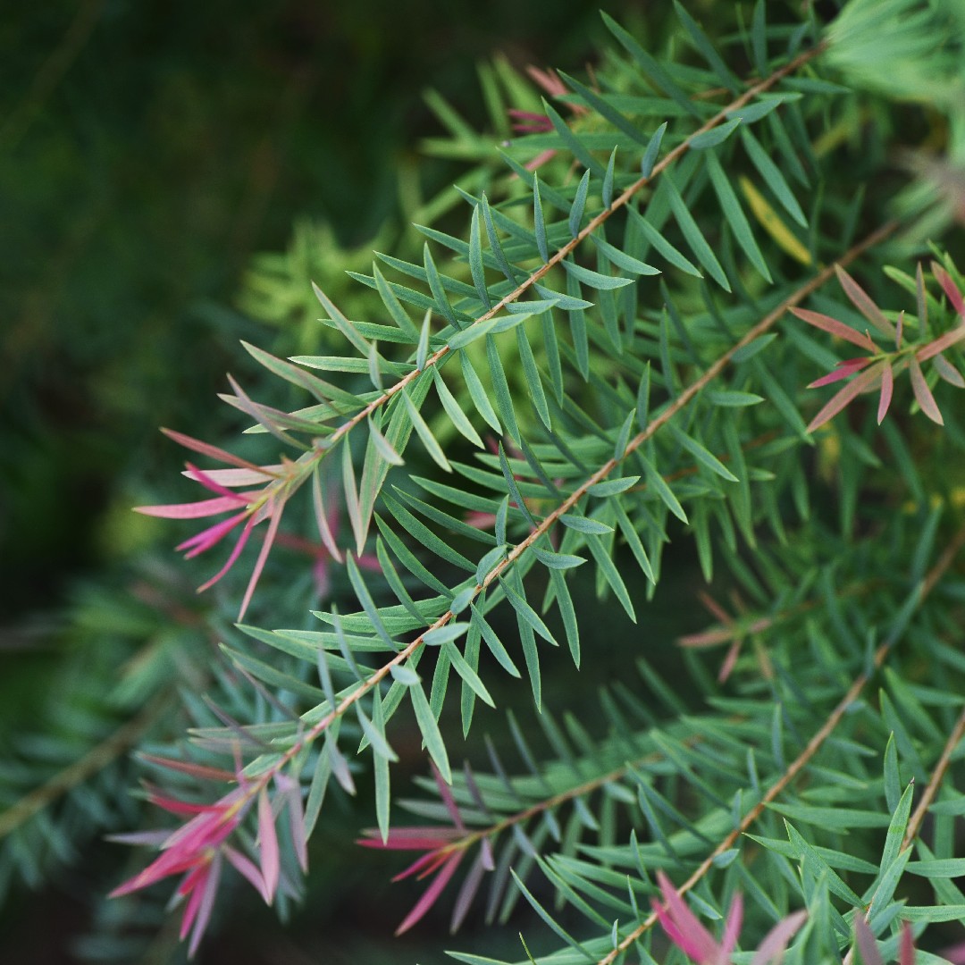 Tea trees (Melaleuca) Flower, Leaf, Care, Uses - PictureThis