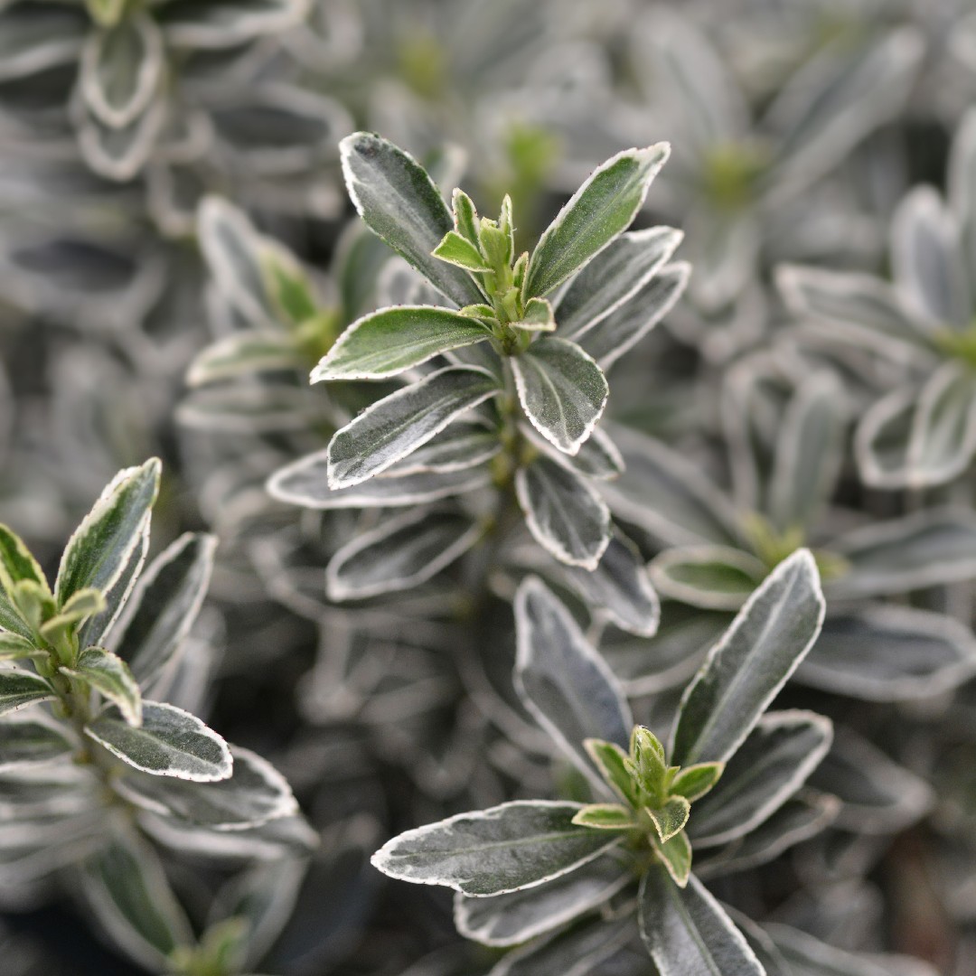 Spindle trees Care (Watering, Fertilize, Pruning, Propagation ...