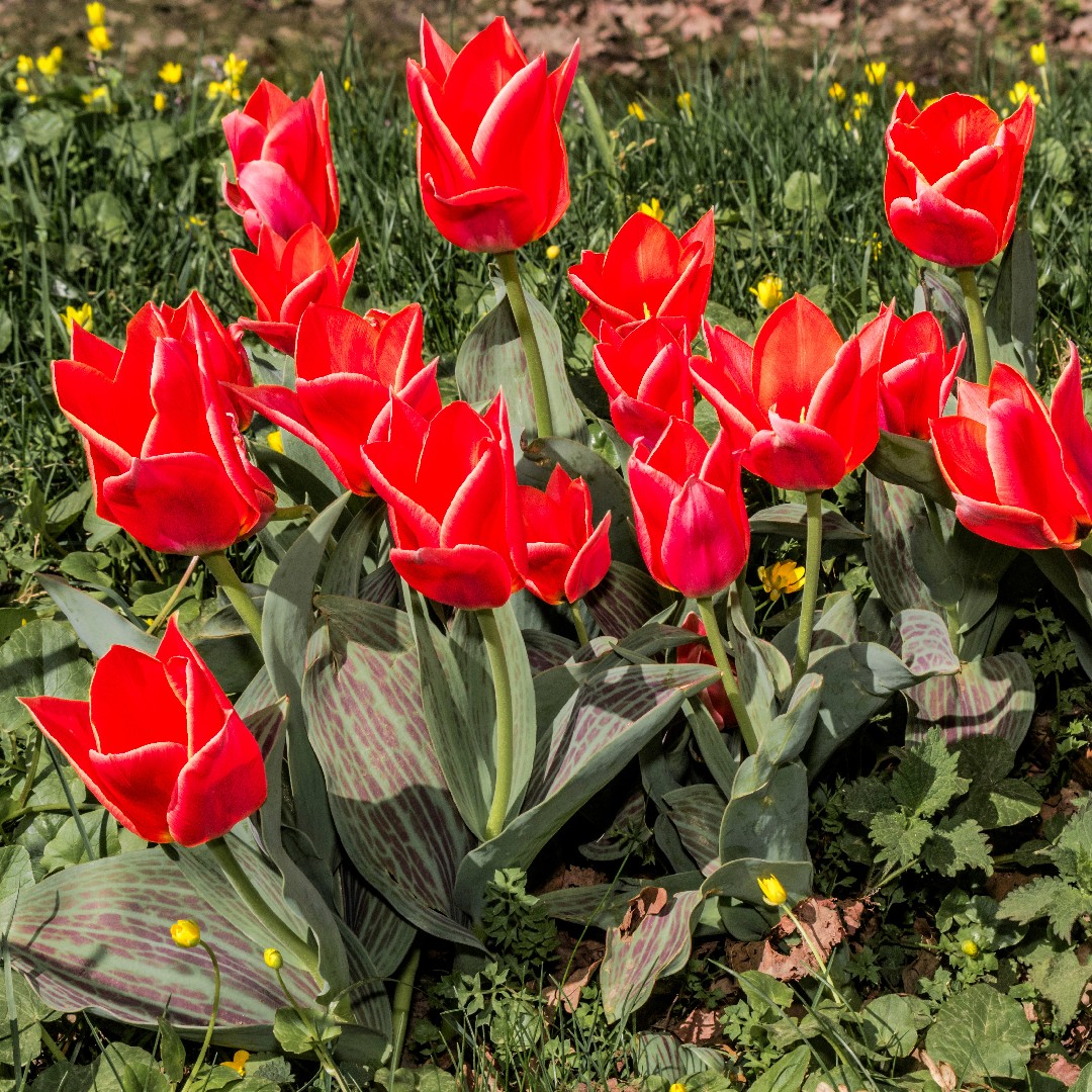 Tulipán (Tulipa greigii) - PictureThis