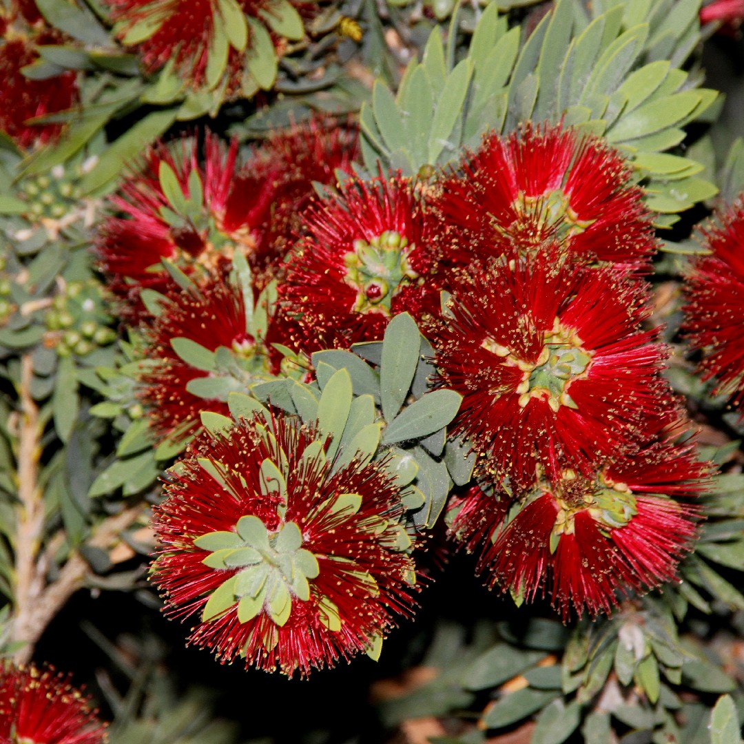 Bottlebrushes (Callistemon) Flower, Leaf, Care, Uses - PictureThis