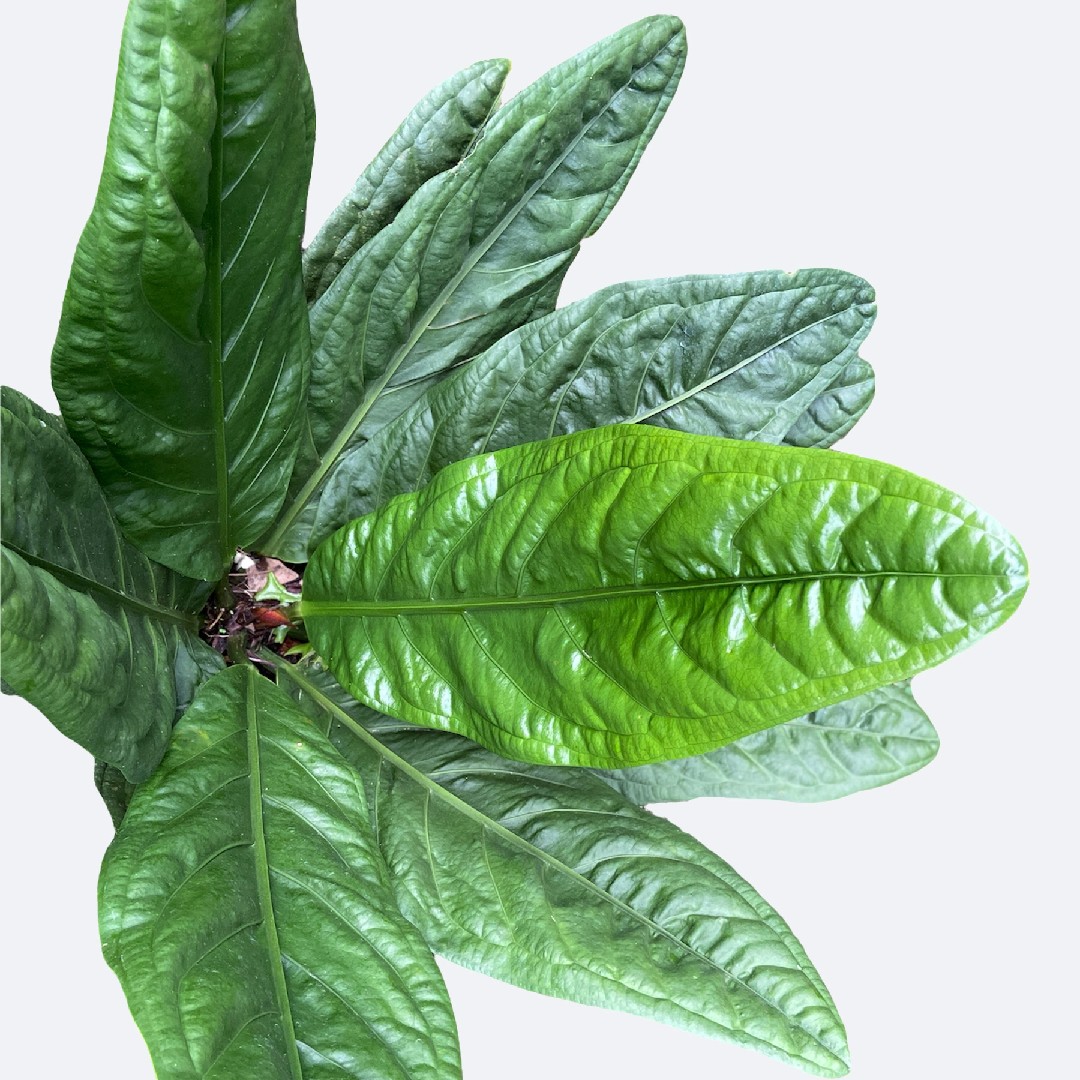 Birdnest anthurium (Anthurium superbum) Flower, Leaf, Care, Uses ...