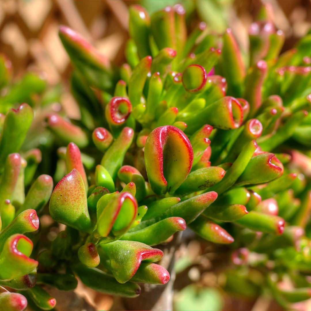 Crasulas (Crassula) - PictureThis