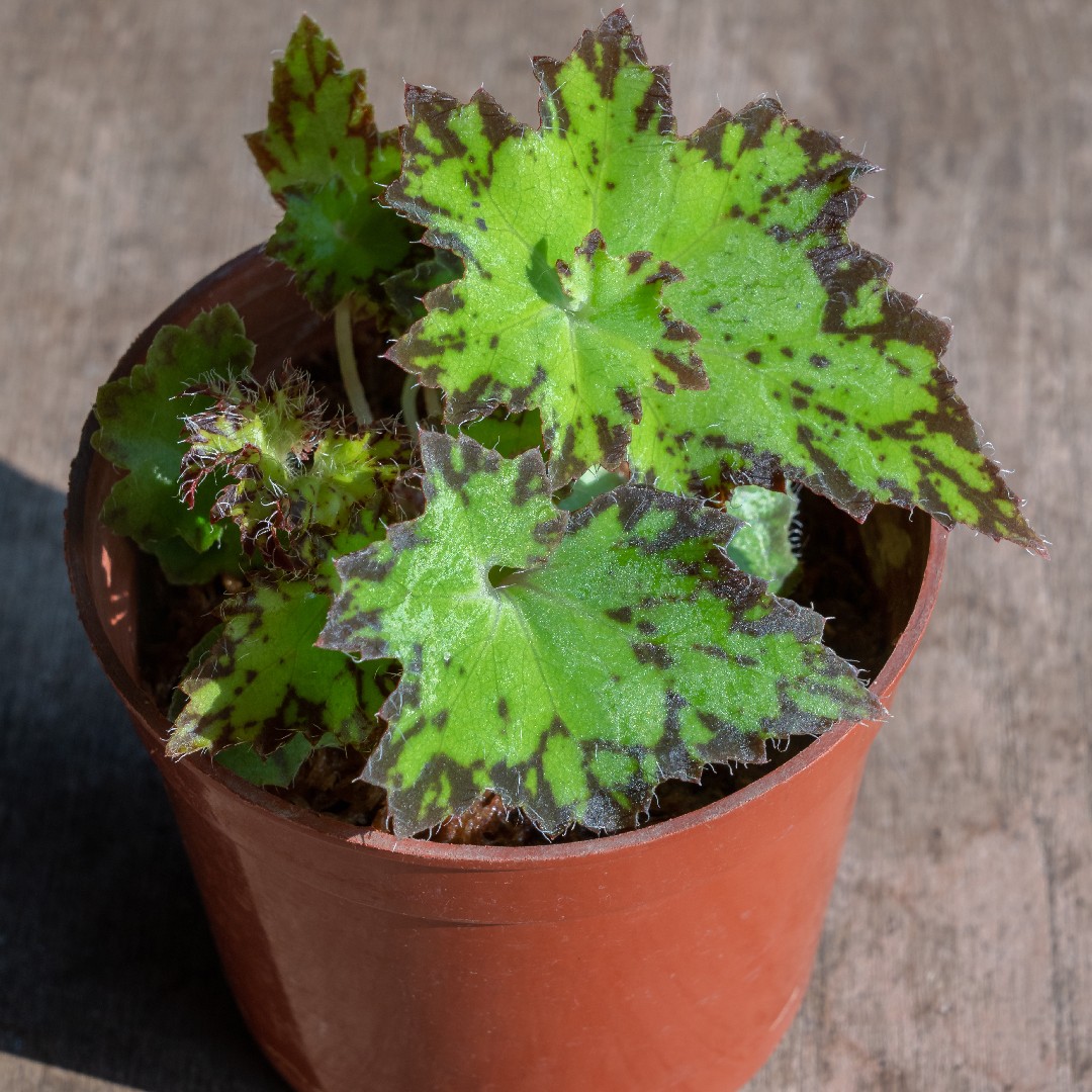 Бегония (Begonia) - PictureThis